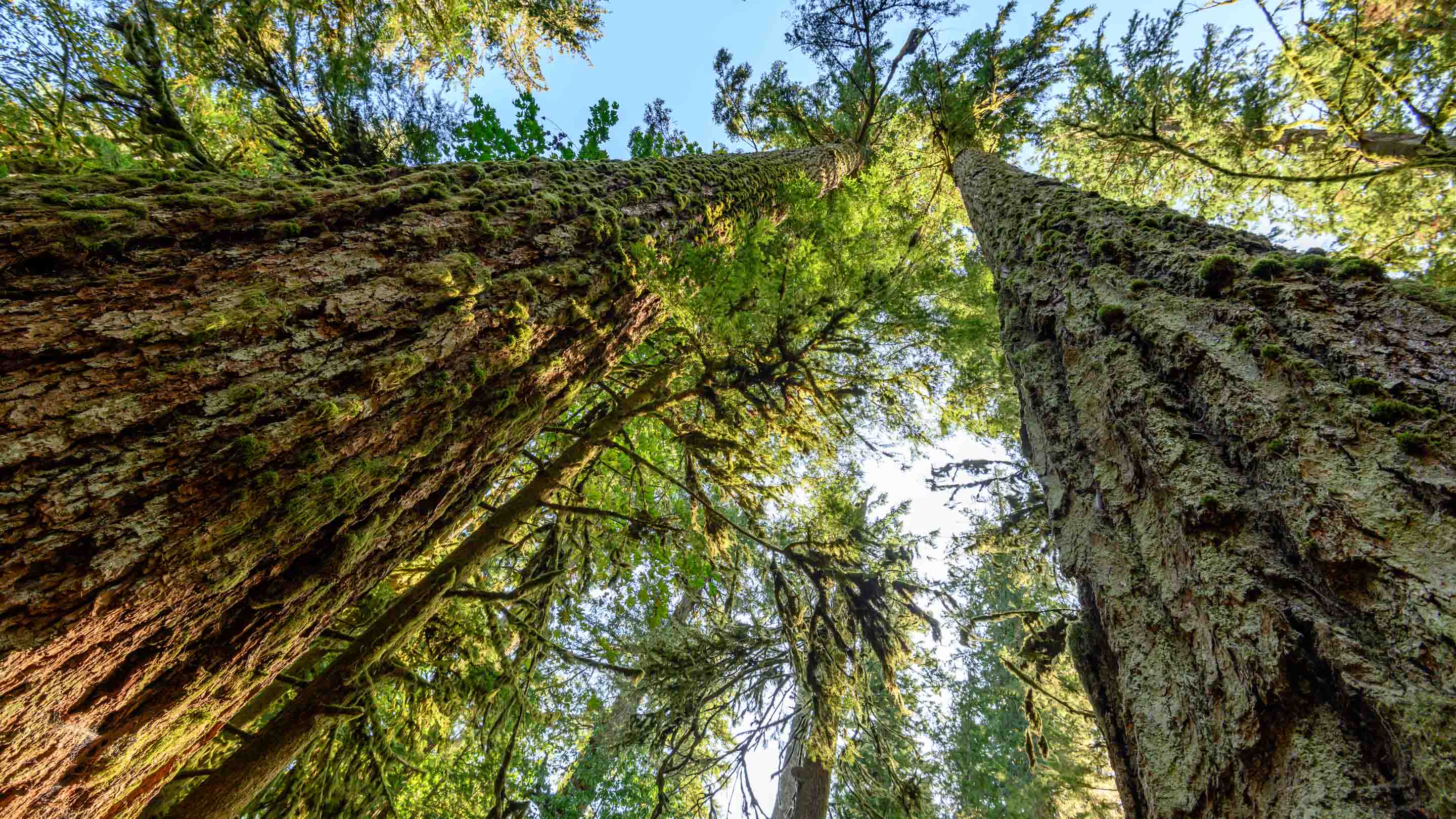 myMerch Regenwald | Wilderness International myMerch Regenwald | Wilderness International