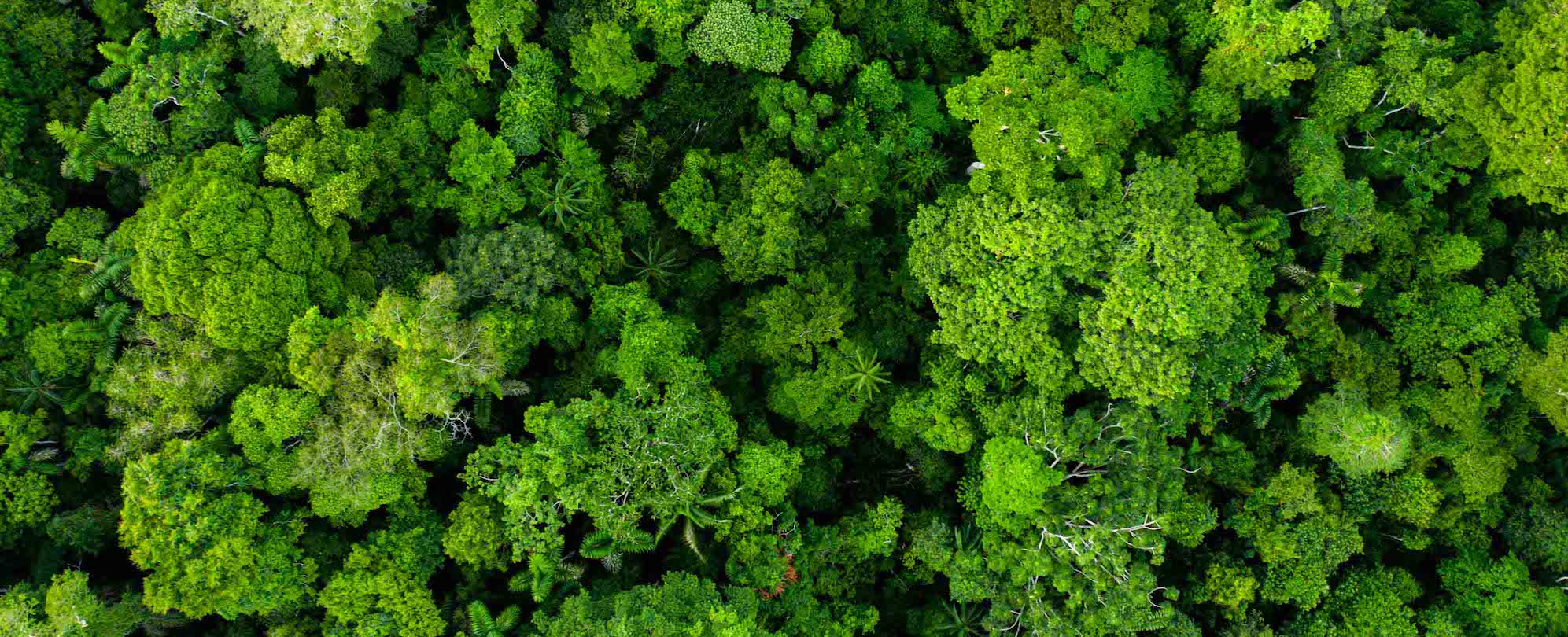 Dr. Chris Kirkby | Wilderness International